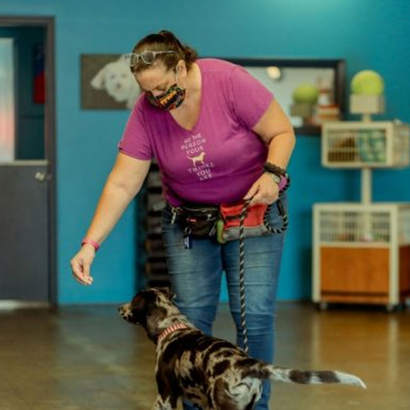 Become a Trainer - Humane Training Alliance